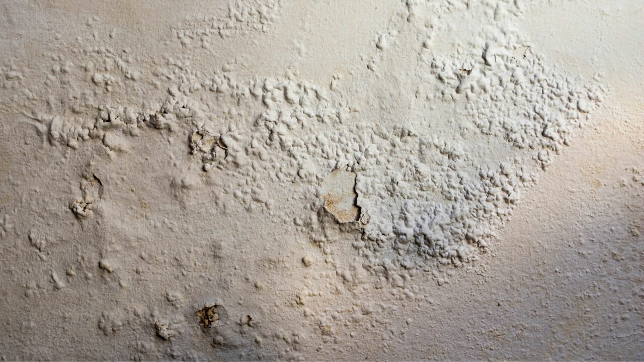 Damp Health Risks | Human Health Effects : Solution & Prevention